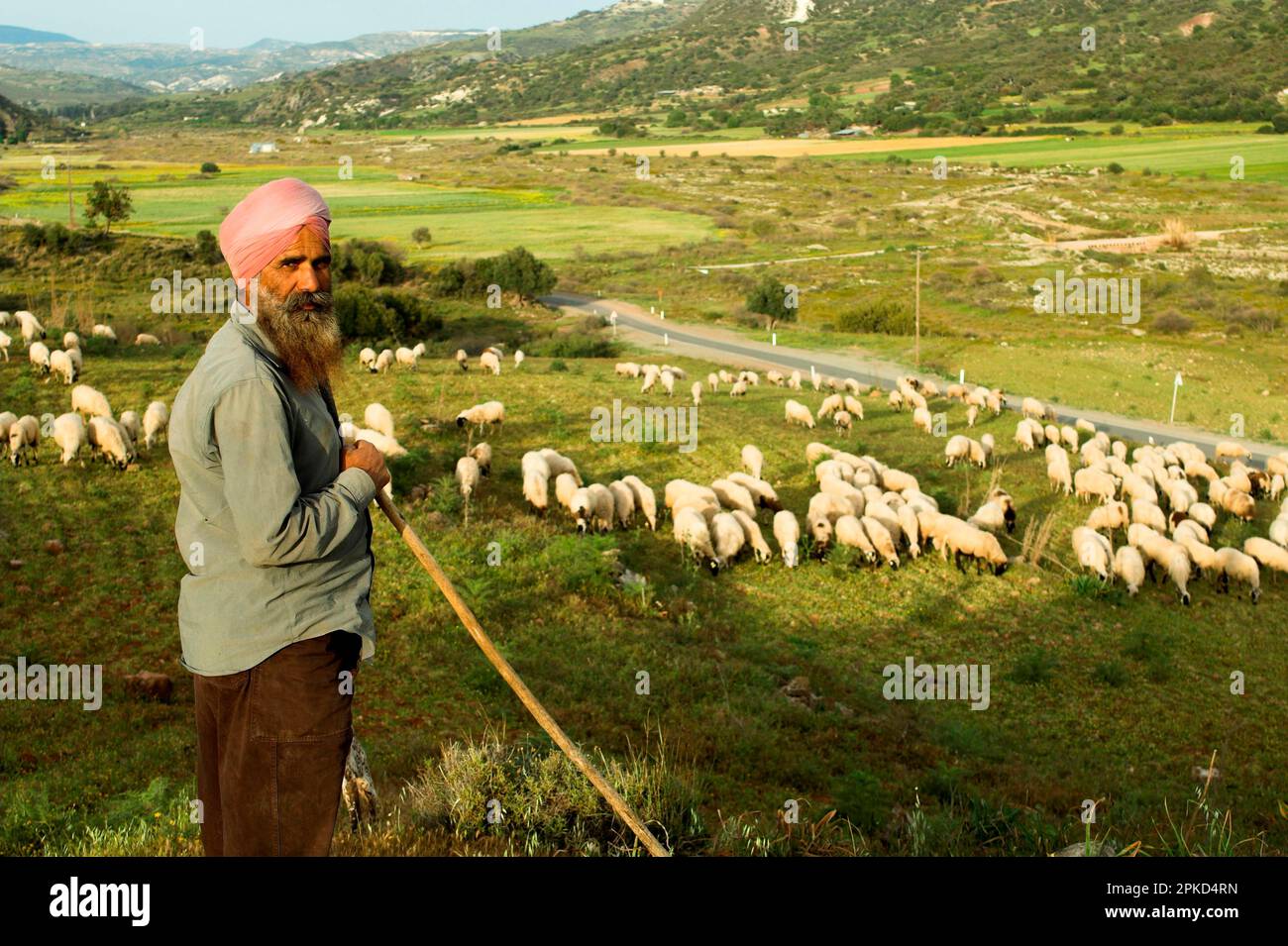 Sheep herding, Sikh shepherds guarding flock, early evening, Cyprus ...
