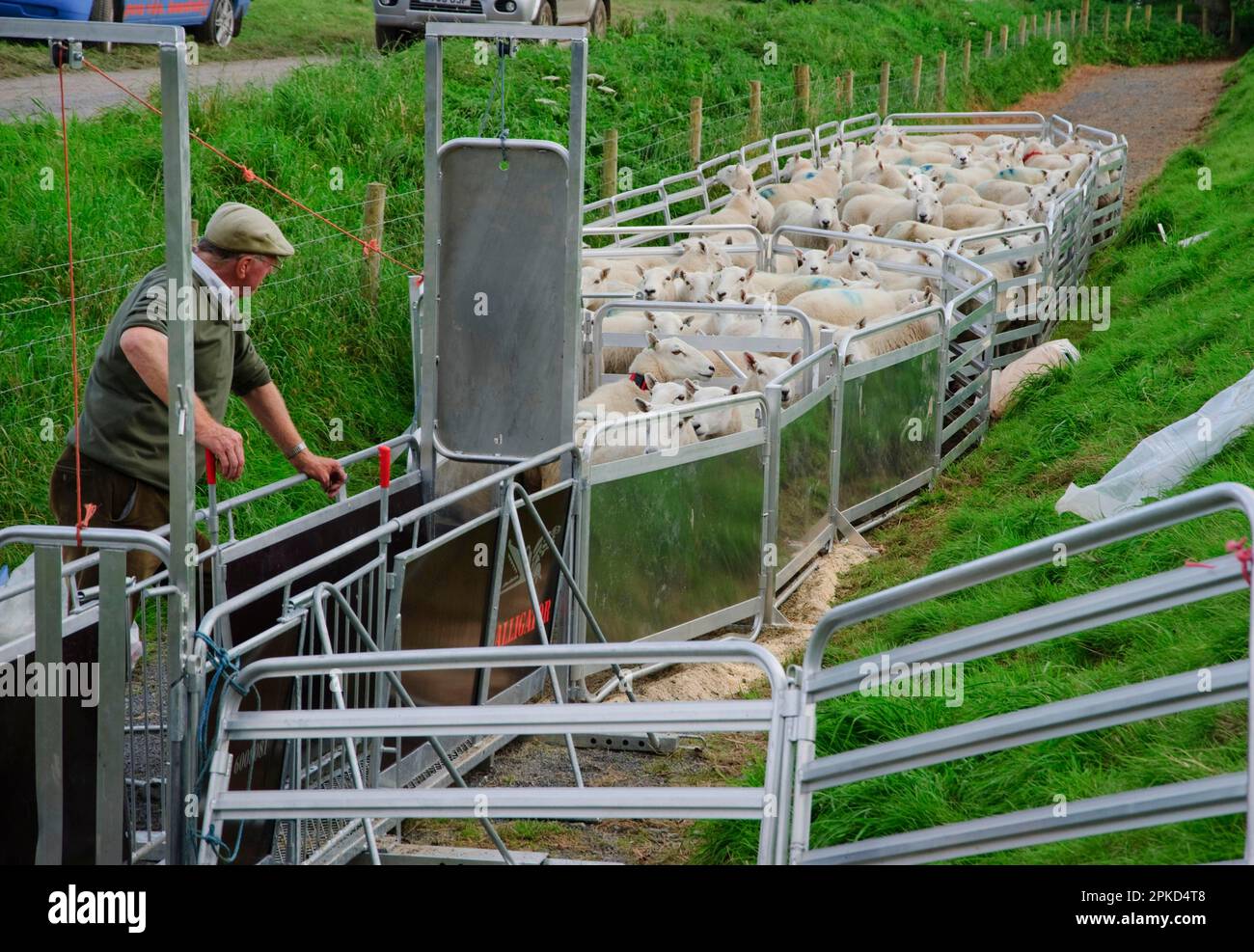 Livestock handling system hi-res stock photography and images - Alamy