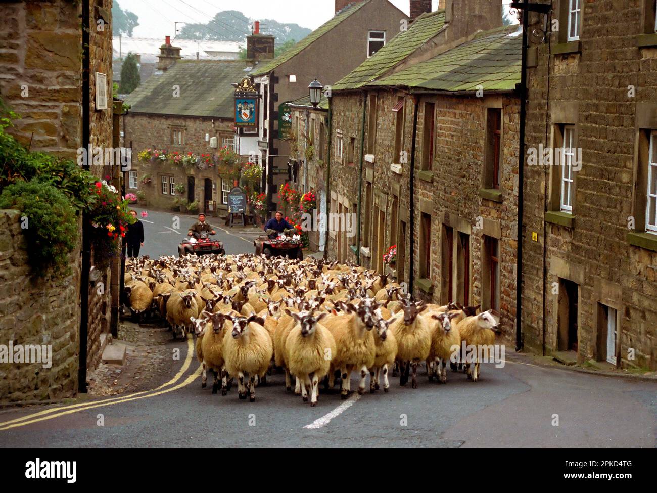 Wandering herd of mule lambs on the road, shepherds on quads, Chipping ...