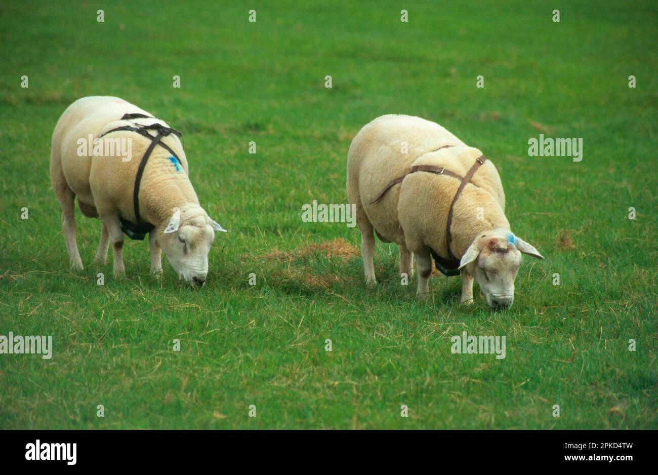 Sheep breeding, rams wear a harness with coloured blocks on the ...