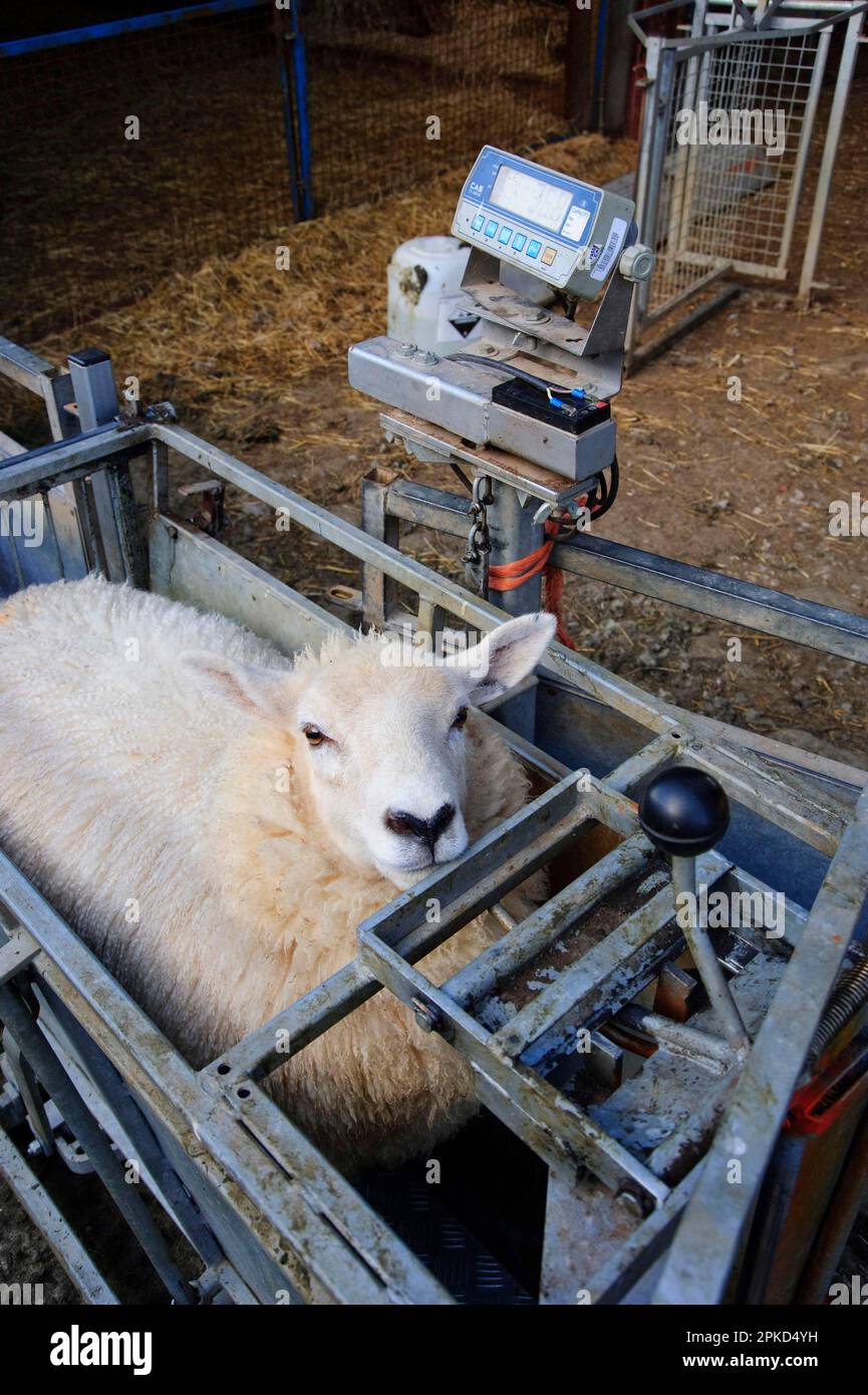 Sheep farming, weighing lambs in weighing boxes, Cumbria, England ...
