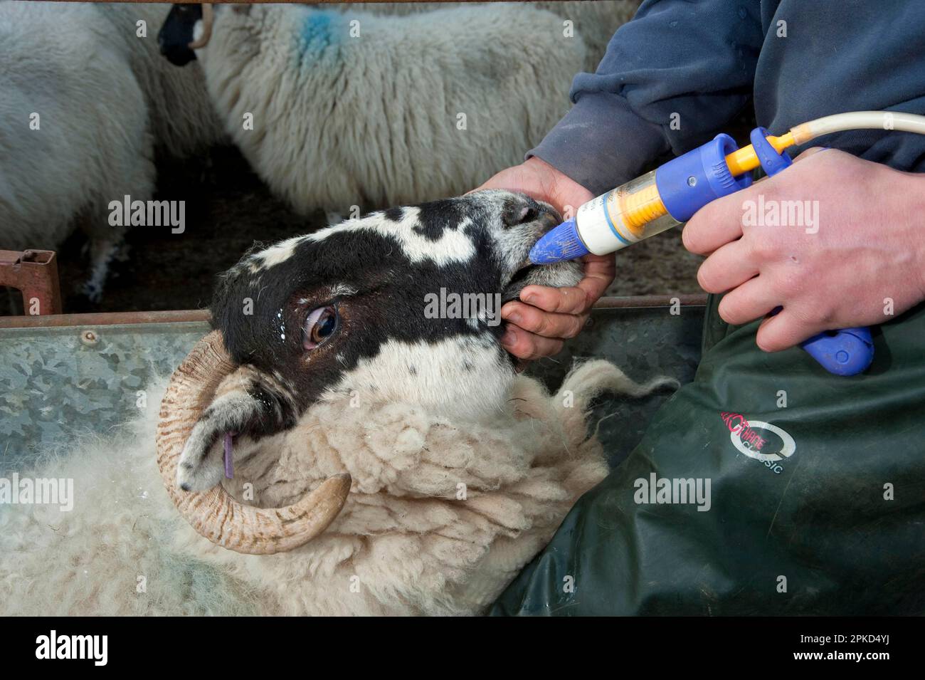 Sheep farming, shepherd worming ewe, close-up of dosing, Cumbria ...