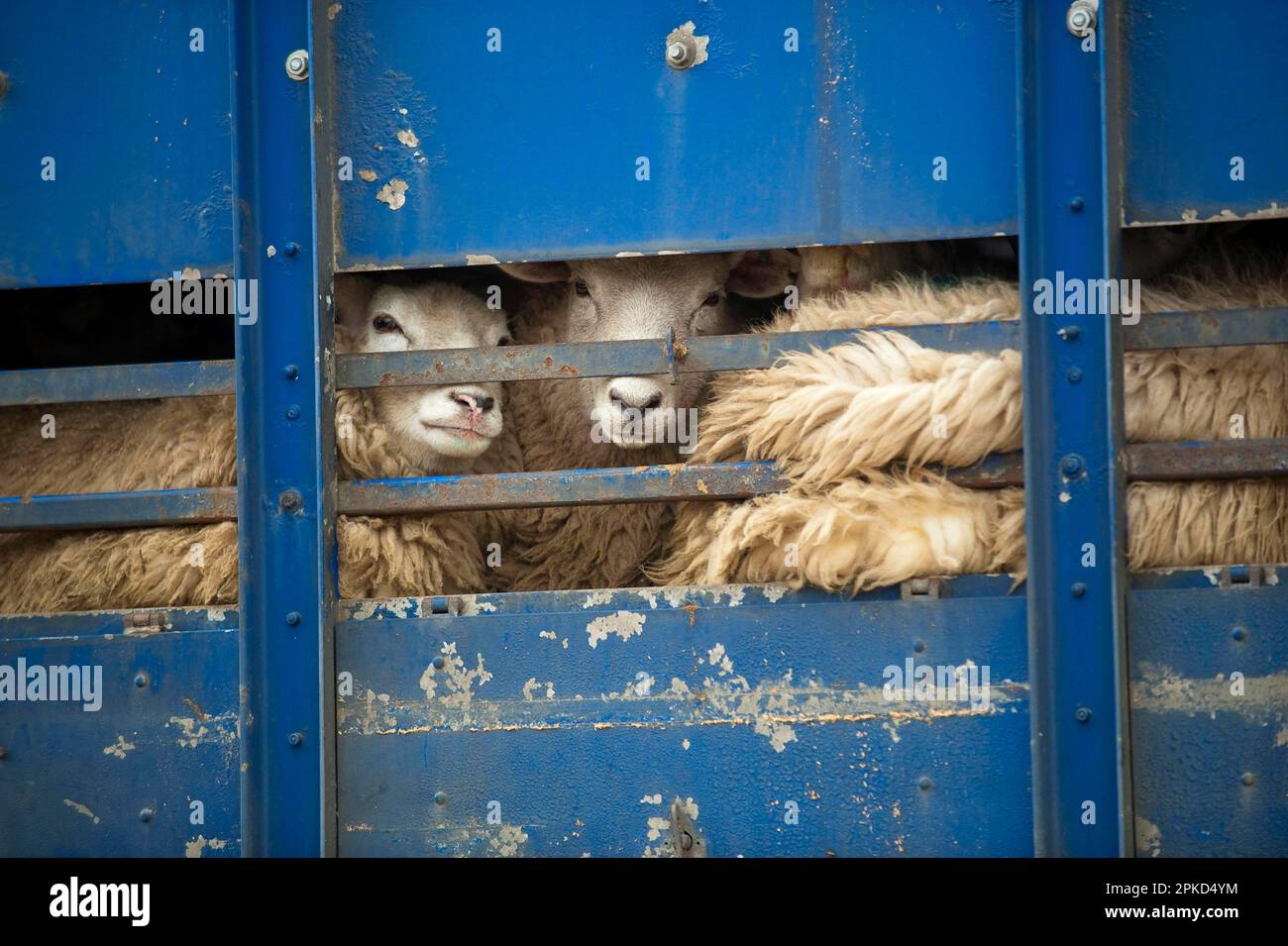 Sheep farming, finished lambs in livestock lorry, England, United ...