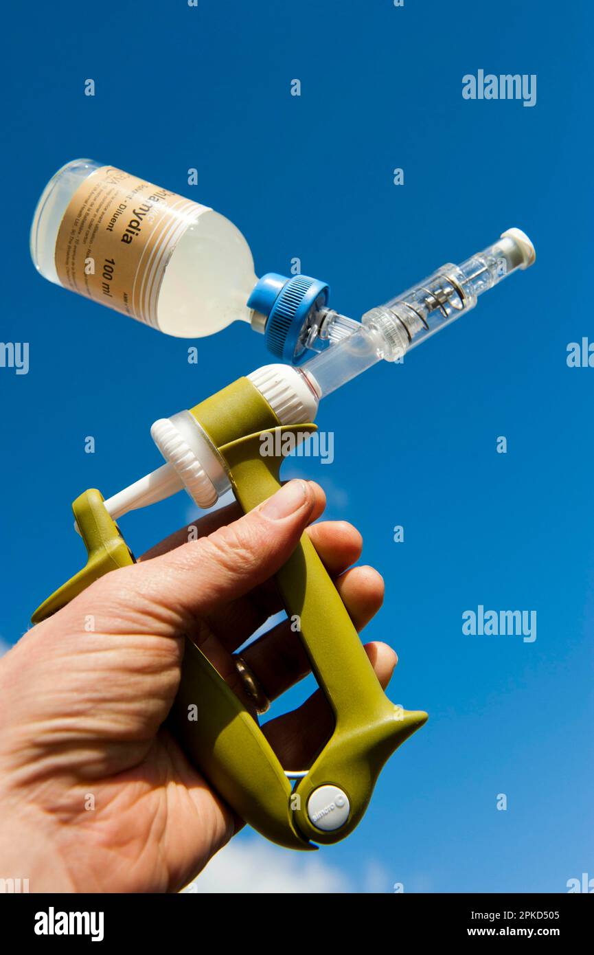 Sheep farm, close-up of a farmer mixing a live vaccine against enzootic ...