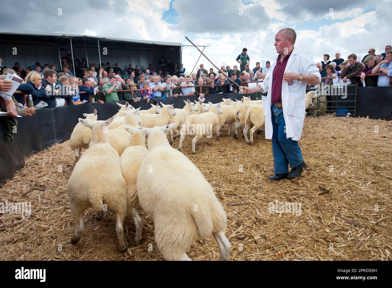 Sheep farming, stockman and breeding ewes in auction ring, Thame Sheep ...