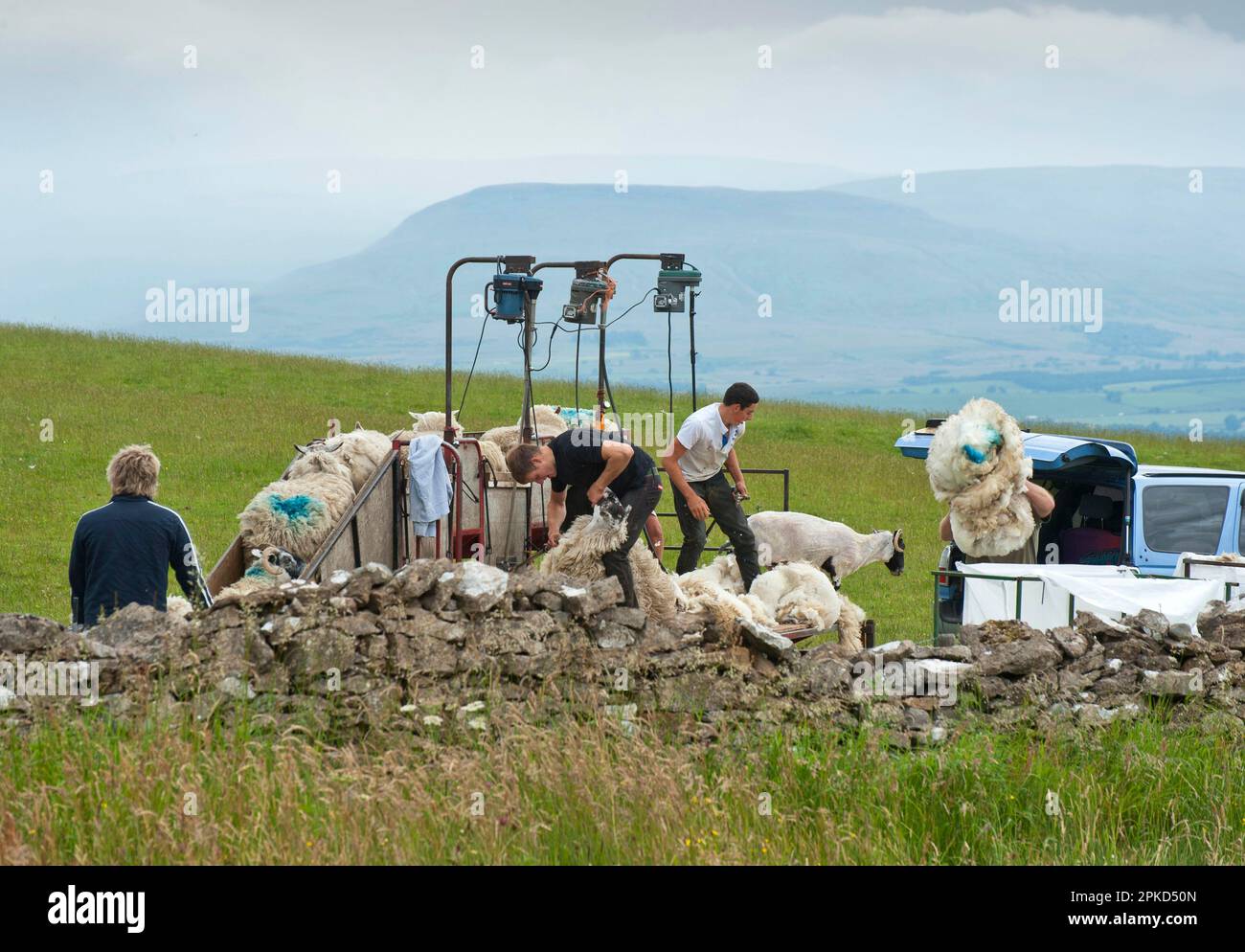 Sheep unit hi-res stock photography and images - Alamy