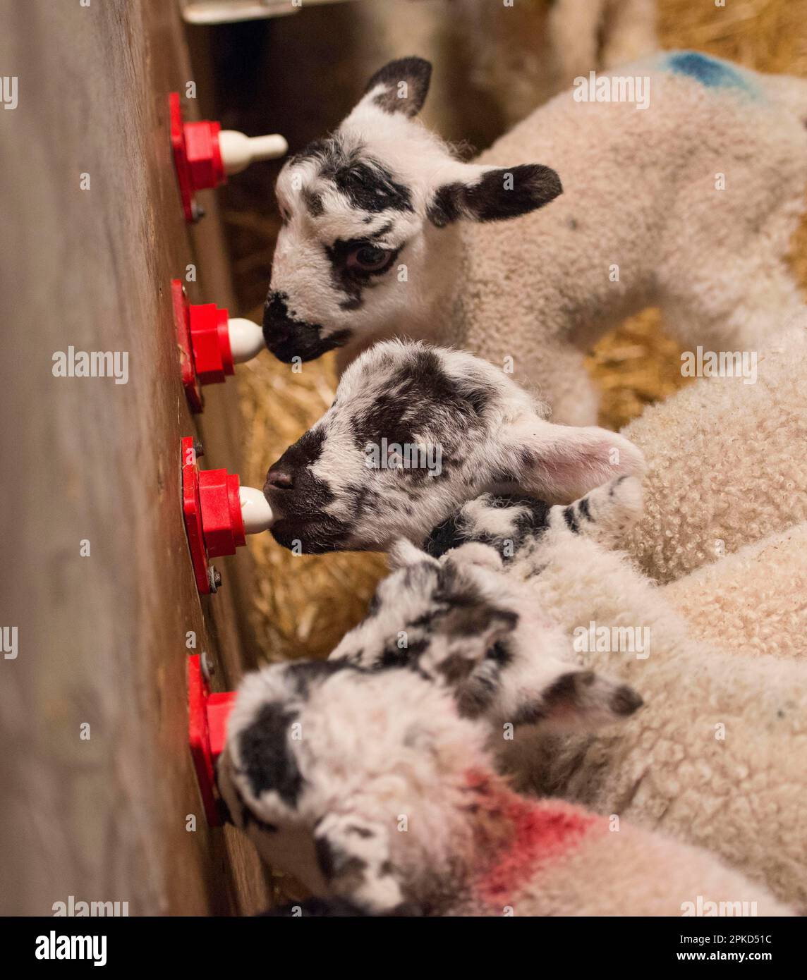 Sheep farm, orphaned mule lambs feeding on milk from an automatic ...