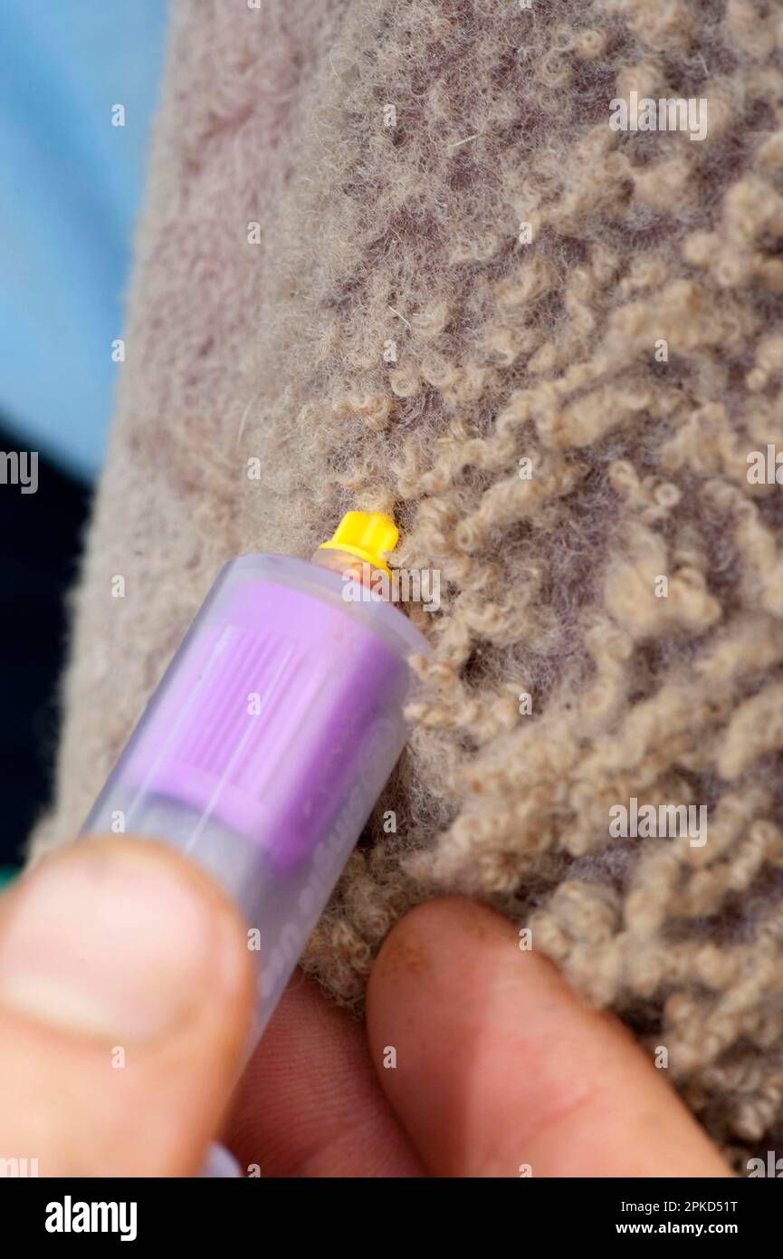 Sheep farming, vet collecting blood sample to test for Bluetongue ...