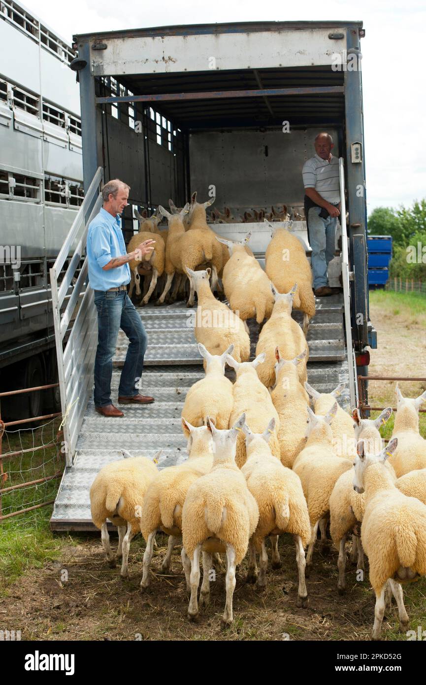 Sheep farming, farmer counting and loading sheep into livestock trailer ...