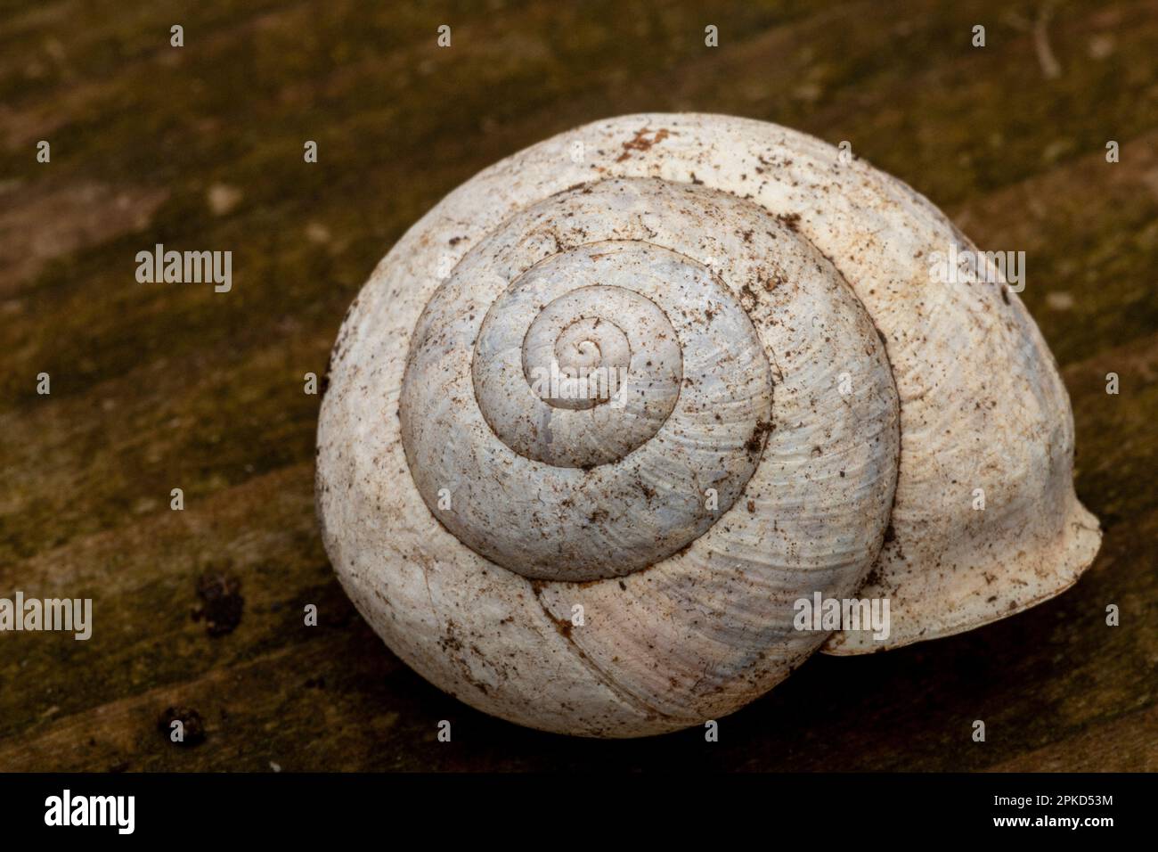 Snail slime collection hi-res stock photography and images - Alamy