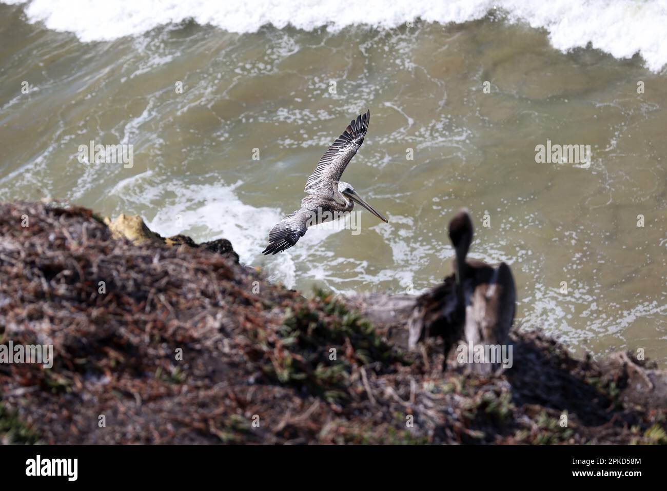 Views of California Brown Pelican birds on Pismo Beach, California, USA ...