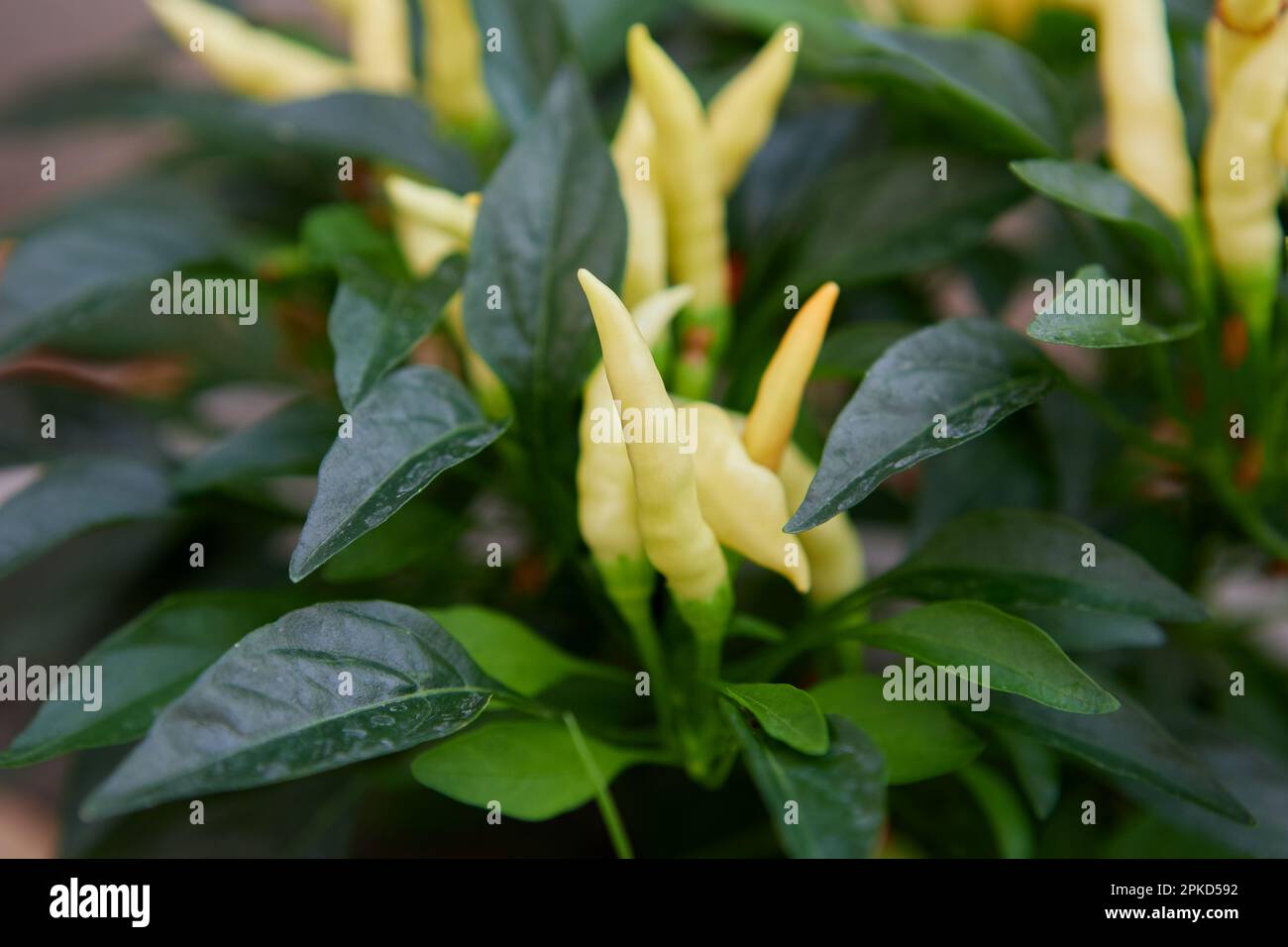 Fresh green chili cultivated hi-res stock photography and images - Alamy