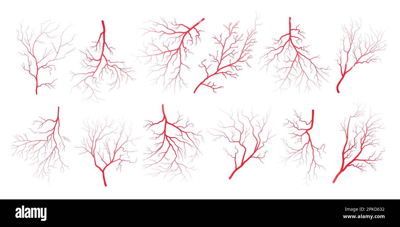 Human eye blood veins vessels silhouettes vector illustration set ...