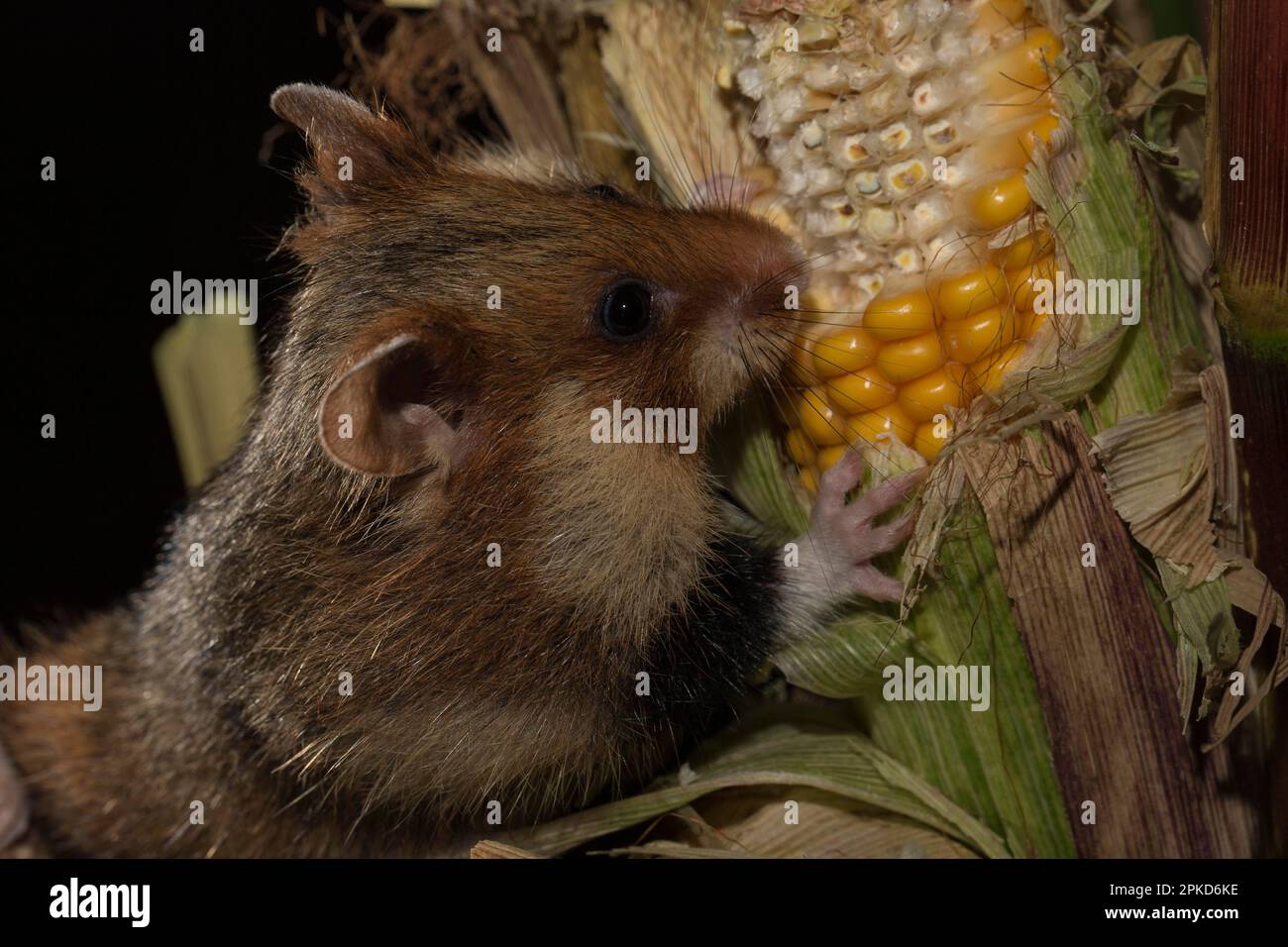 Plant feeding hi-res stock photography and images - Alamy