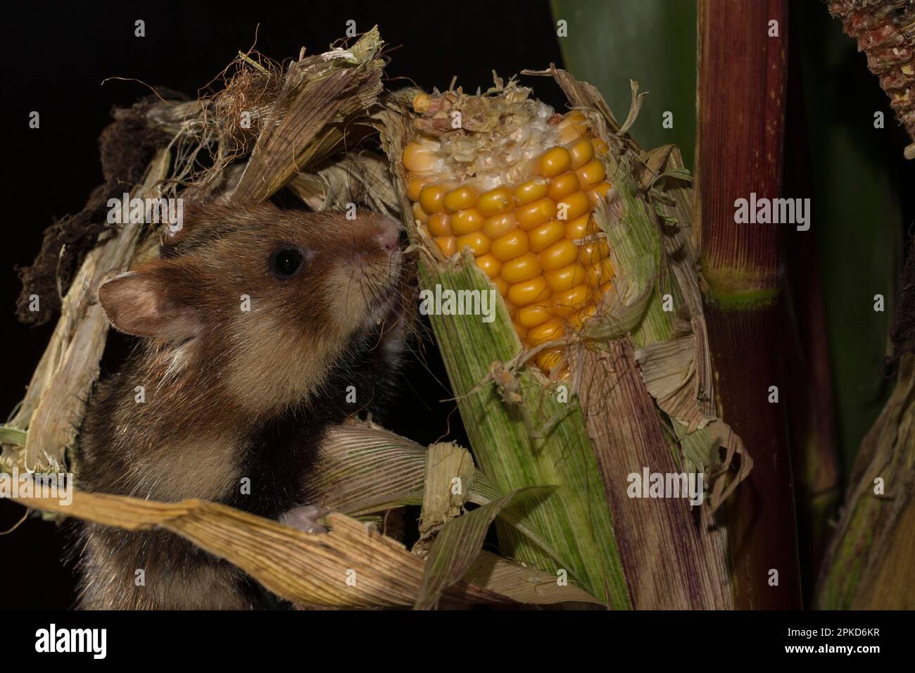 European Hamster (Cricetus cricetus), climbing on maize plant, feeding ...