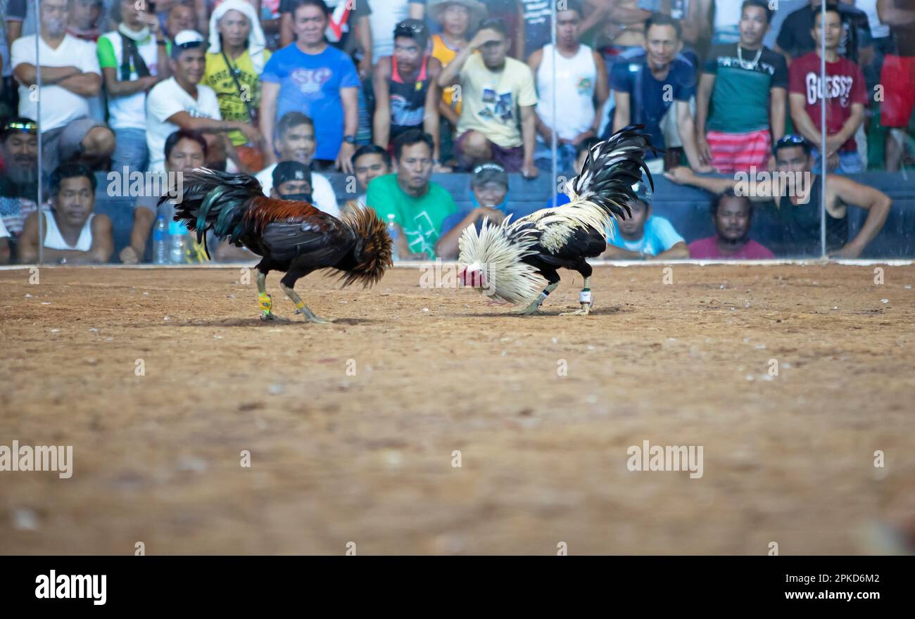 Cockfight, Barangay Manoc-Manoc, Boracay Island, Visayas Archipelago ...