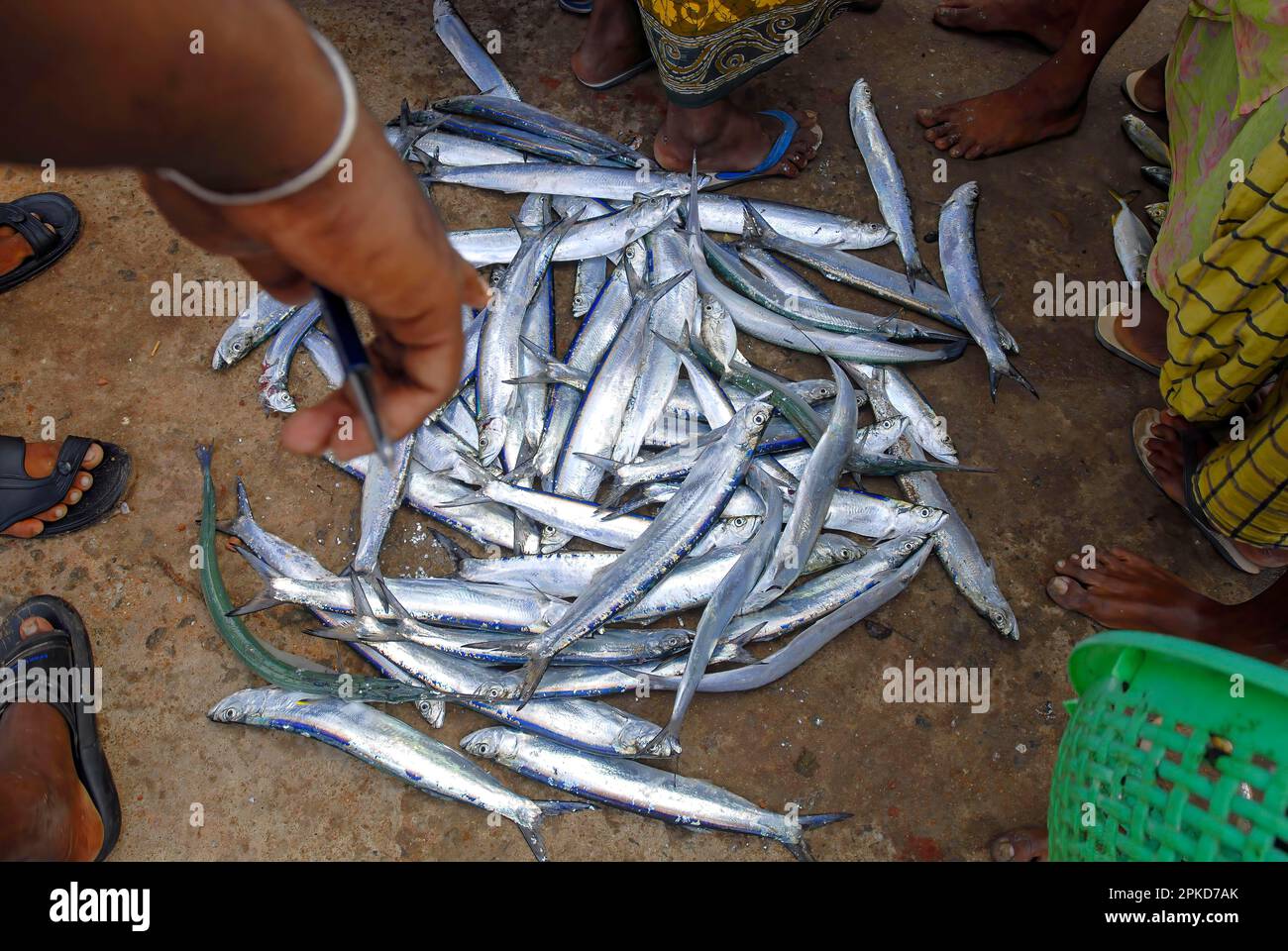 A heap of freshly caught fishes for sale in Kanyakumari, Tamil Nadu ...
