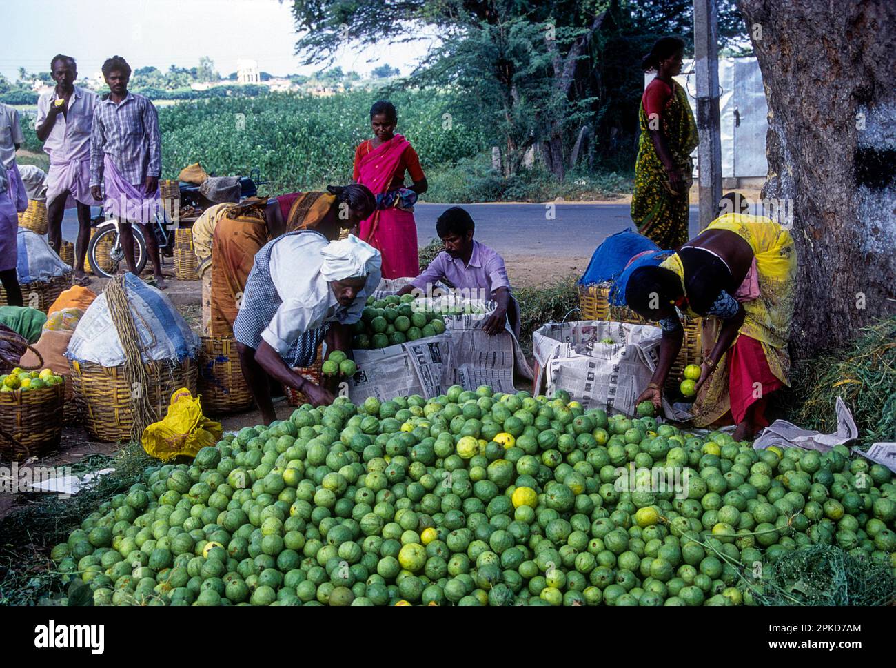 Heap of Guava, Grown in large scale in Palani, Tamil Nadu in India ...