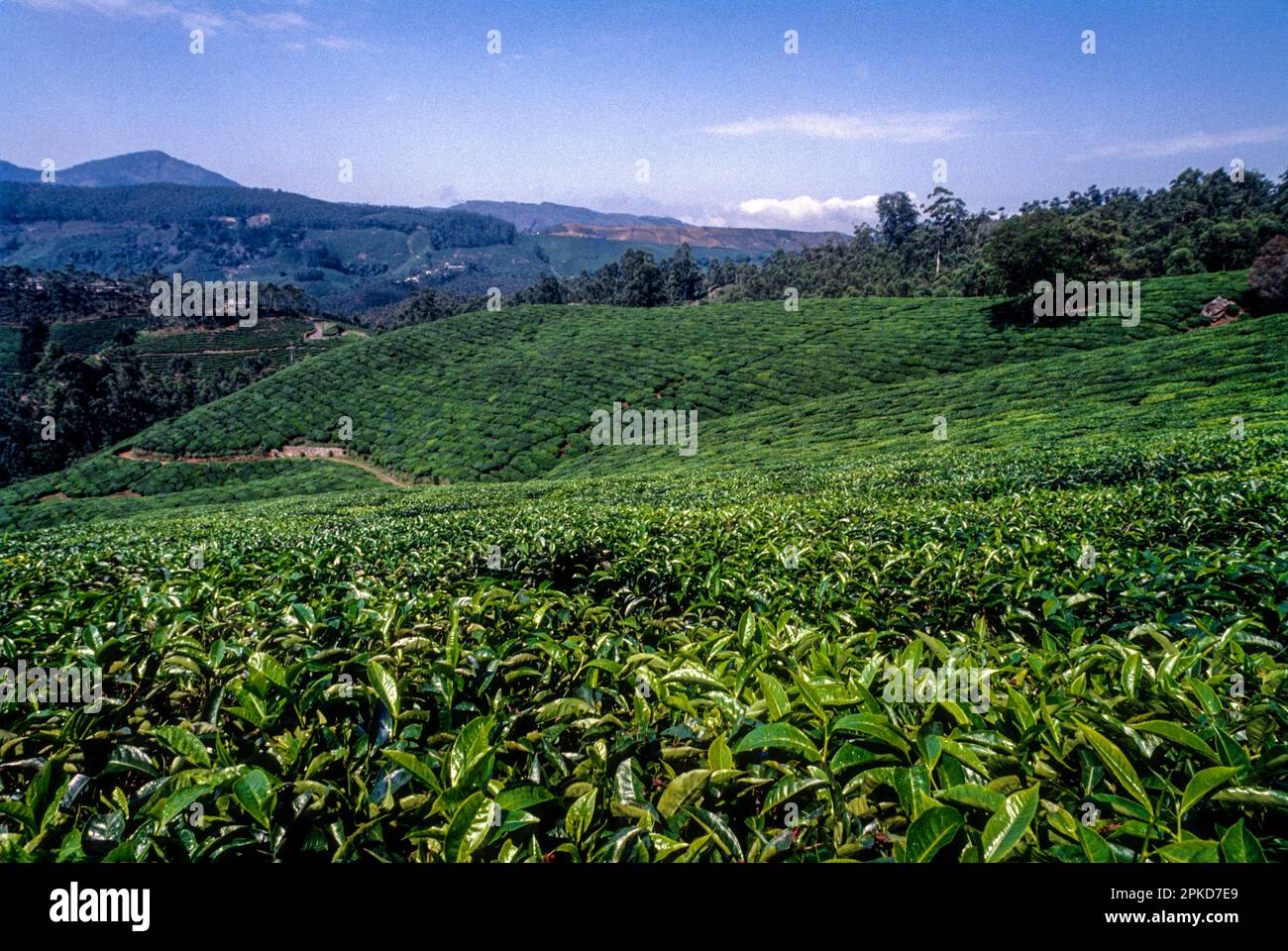 South indian tea gardens hi-res stock photography and images - Alamy