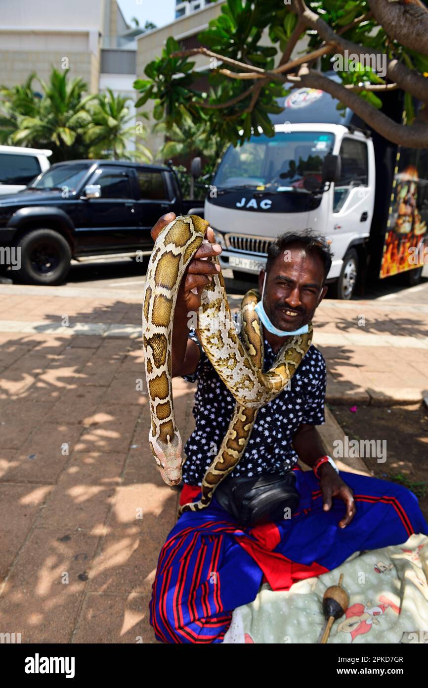 Sri lankan snake hi-res stock photography and images - Alamy