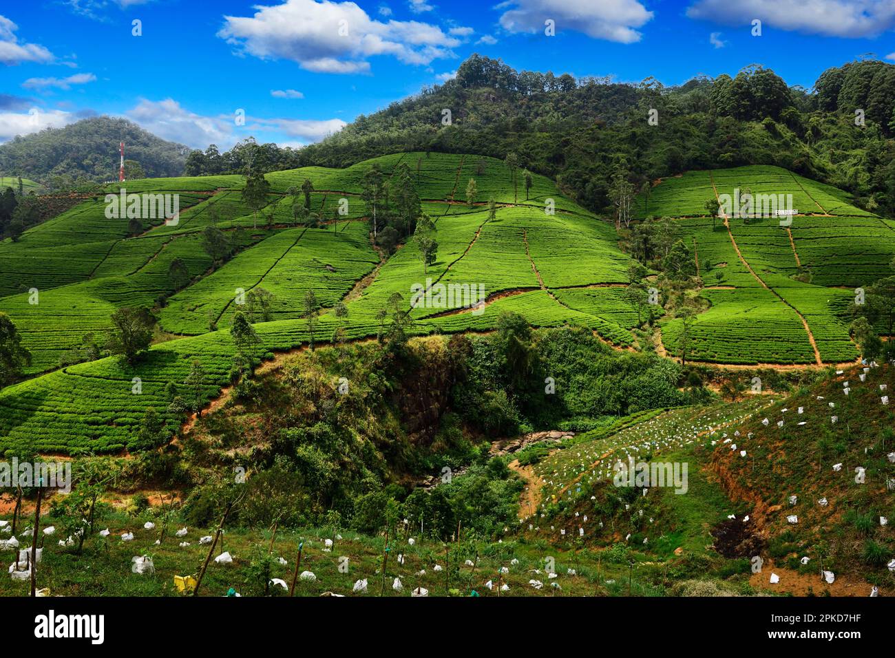 Edinburgh Tea Garden at Nanu Oya, Sri Lanka Stock Photo - Alamy