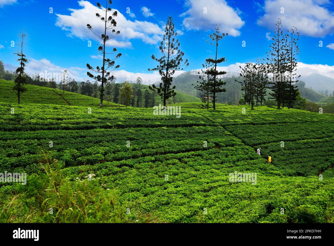 Tea sri lankan hi-res stock photography and images - Alamy