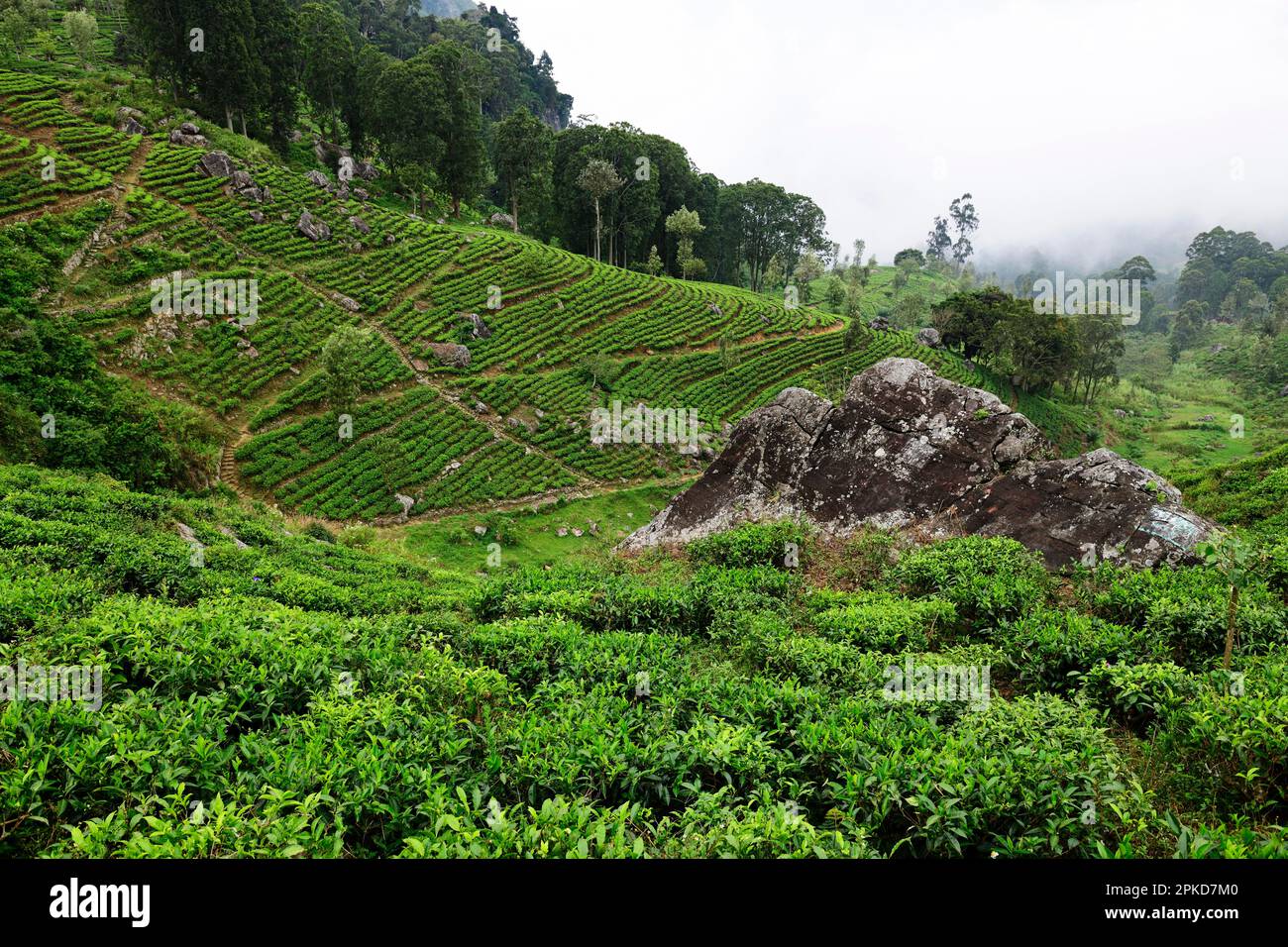 Sri lankan garden hi-res stock photography and images - Alamy