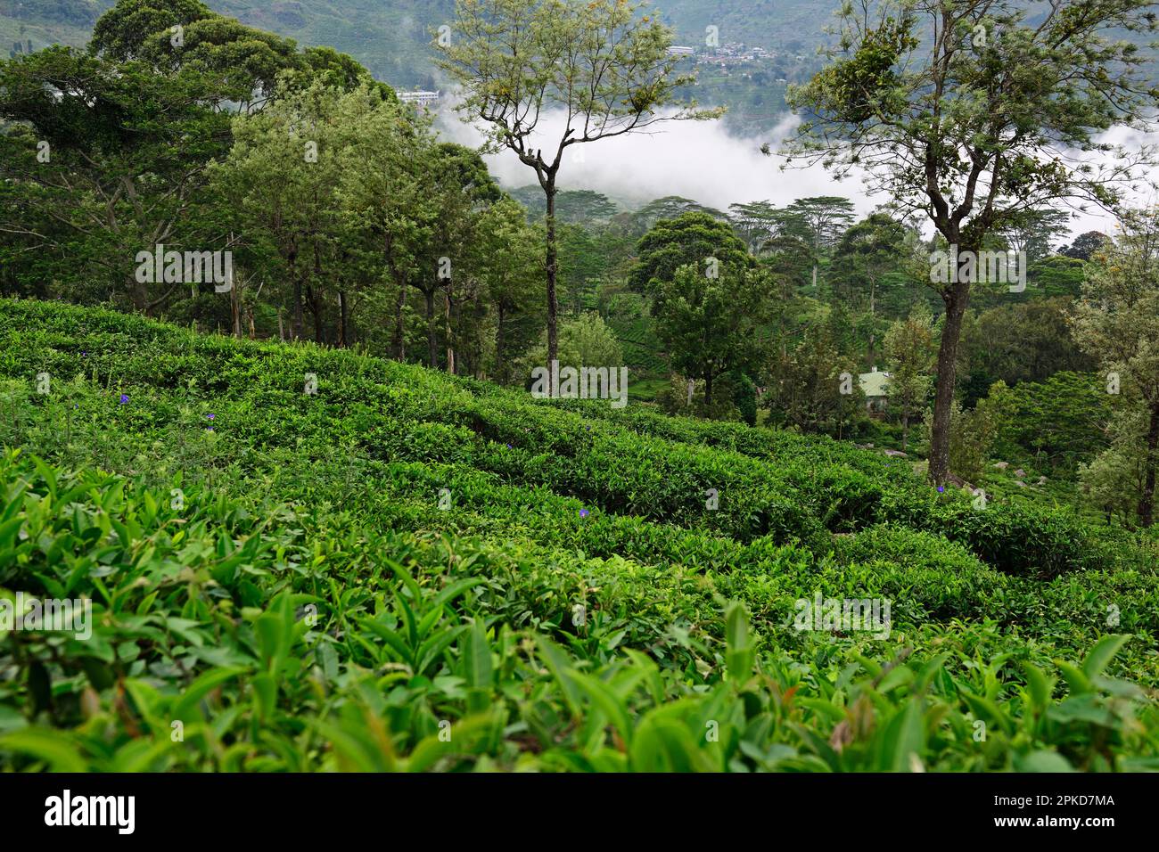 Sri lankan garden hi-res stock photography and images - Alamy