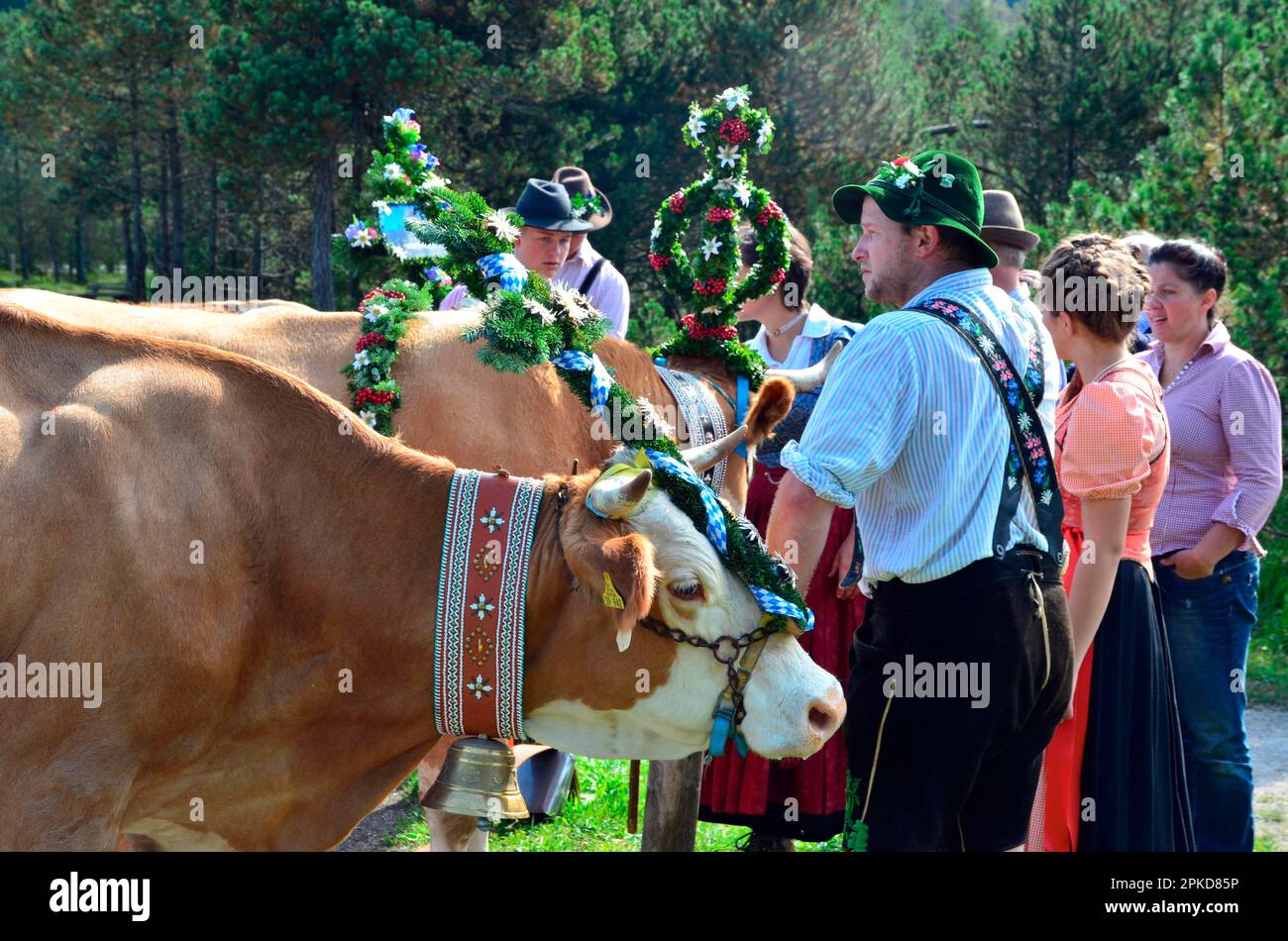 Customs, tradition, cows, decorated, Almabtrieb, Bavaria, Upper Bavaria ...