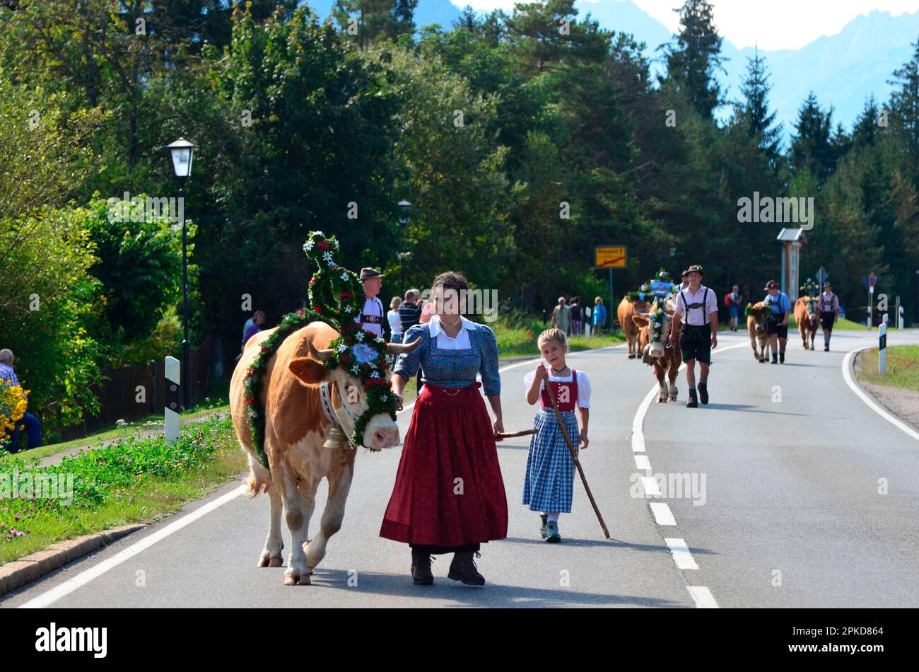 Customs, tradition, cow, decorated, Almabtrieb, Bavaria, Upper Bavaria ...