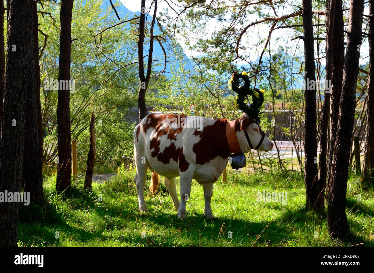 Customs, tradition, cow, decorated, Almabtrieb, Bavaria, Upper Bavaria ...