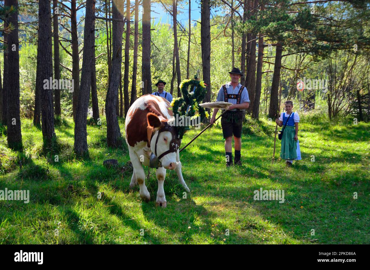 Customs, tradition, cow, decorated, Almabtrieb, Bavaria, Upper Bavaria ...