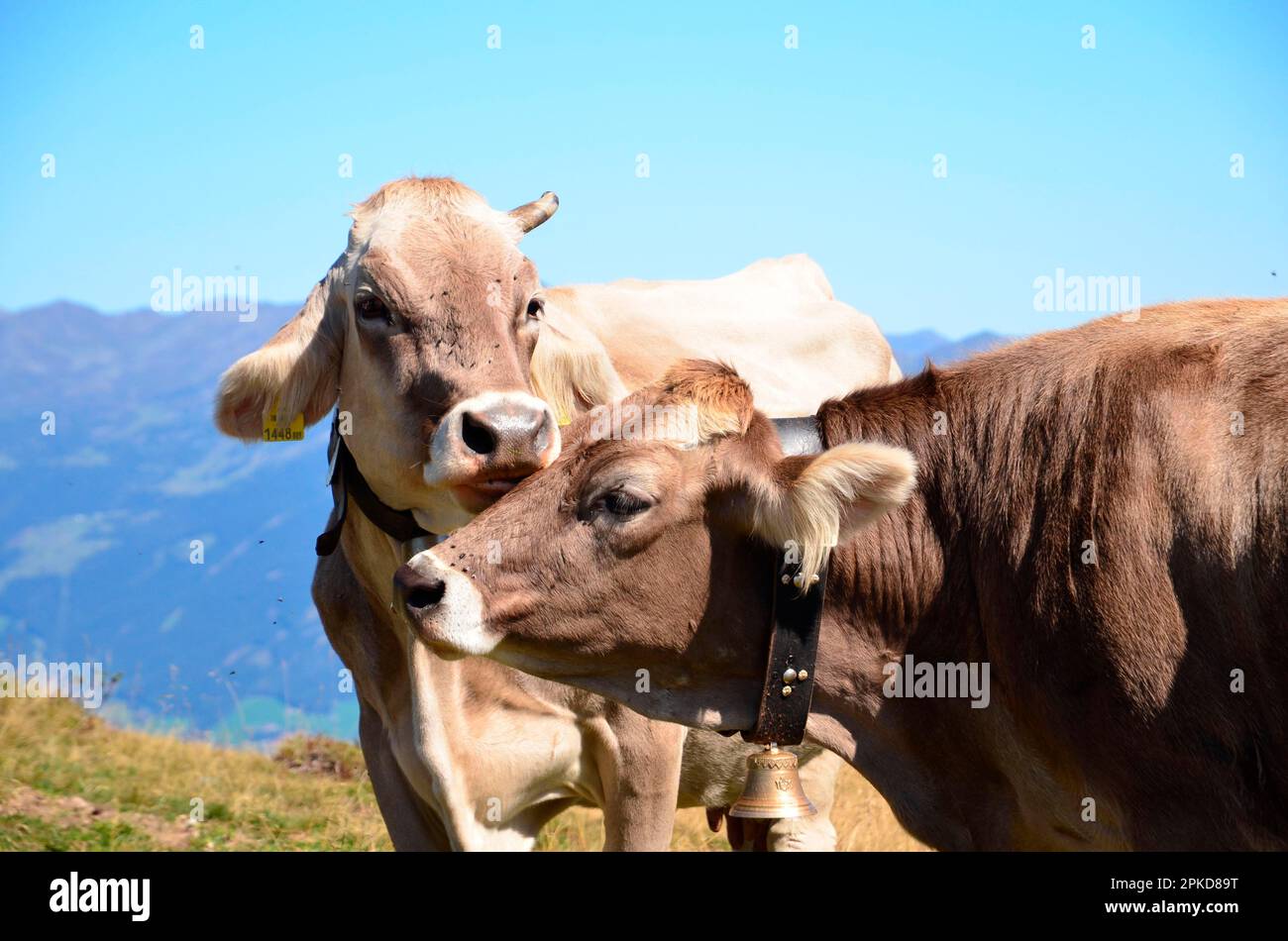 Alpine Meadow, Pasture, Cows Stock Photo - Alamy