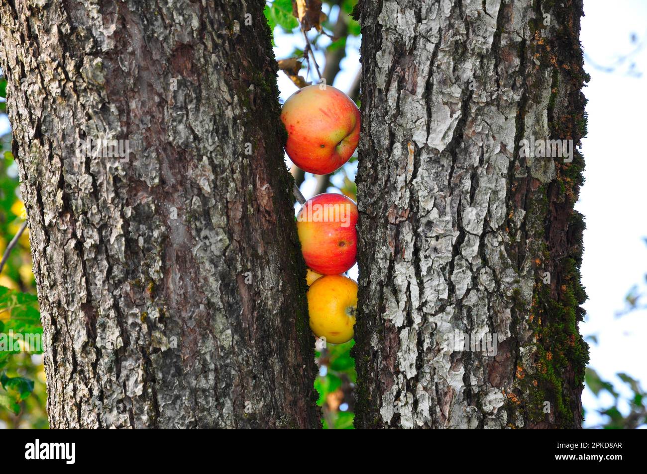 Tree trunks, apples Stock Photo - Alamy