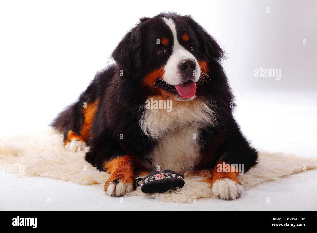Bernese Mountain Dog, male Stock Photo - Alamy