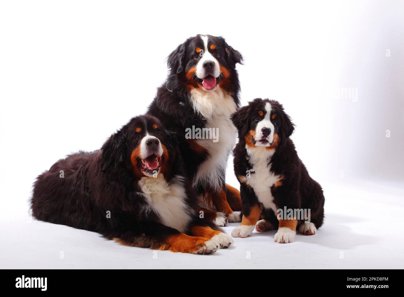 Bernese Mountain Dog, male with puppy, 3 months Stock Photo - Alamy