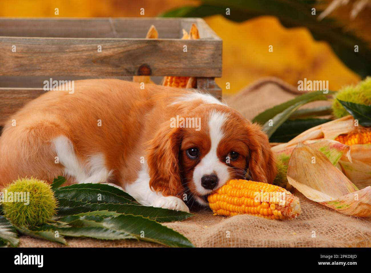 Cavalier King Charles Spaniel, puppy, blenheim, 10 weeks Stock Photo ...