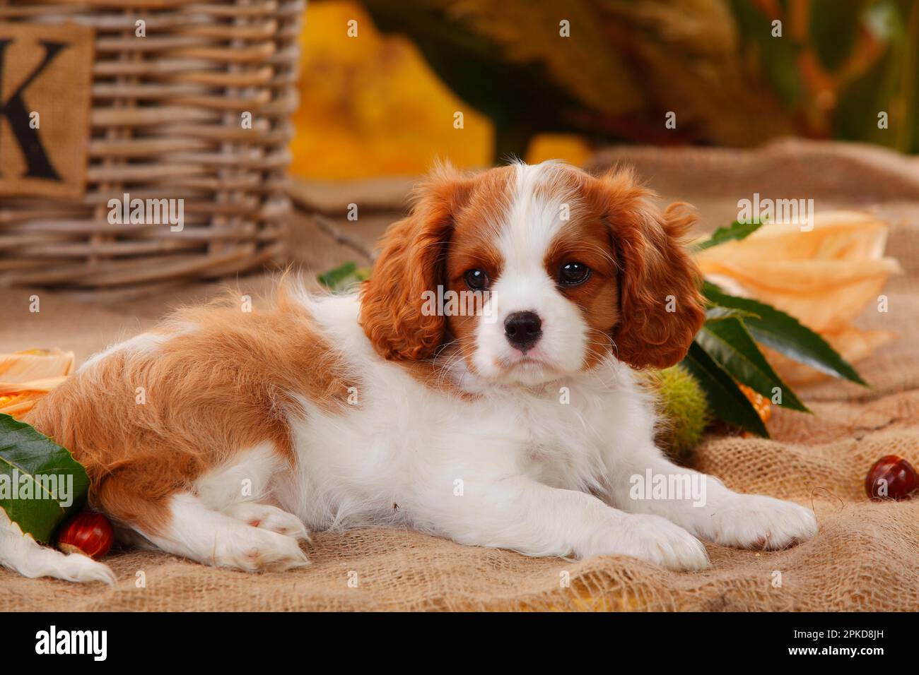 Cavalier King Charles Spaniel, puppy, blenheim, 10 weeks Stock Photo ...