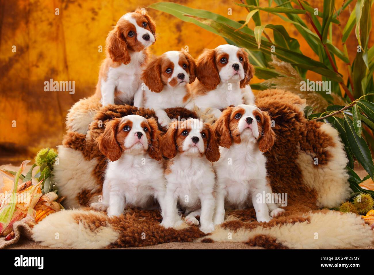 Cavalier King Charles Spaniel, puppies, Blenheim, 10 weeks Stock Photo ...