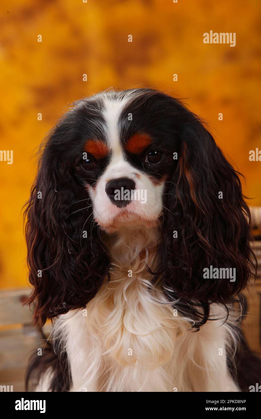 Cavalier King Charles Spaniel, male, tricolour, 1 year old Stock Photo ...