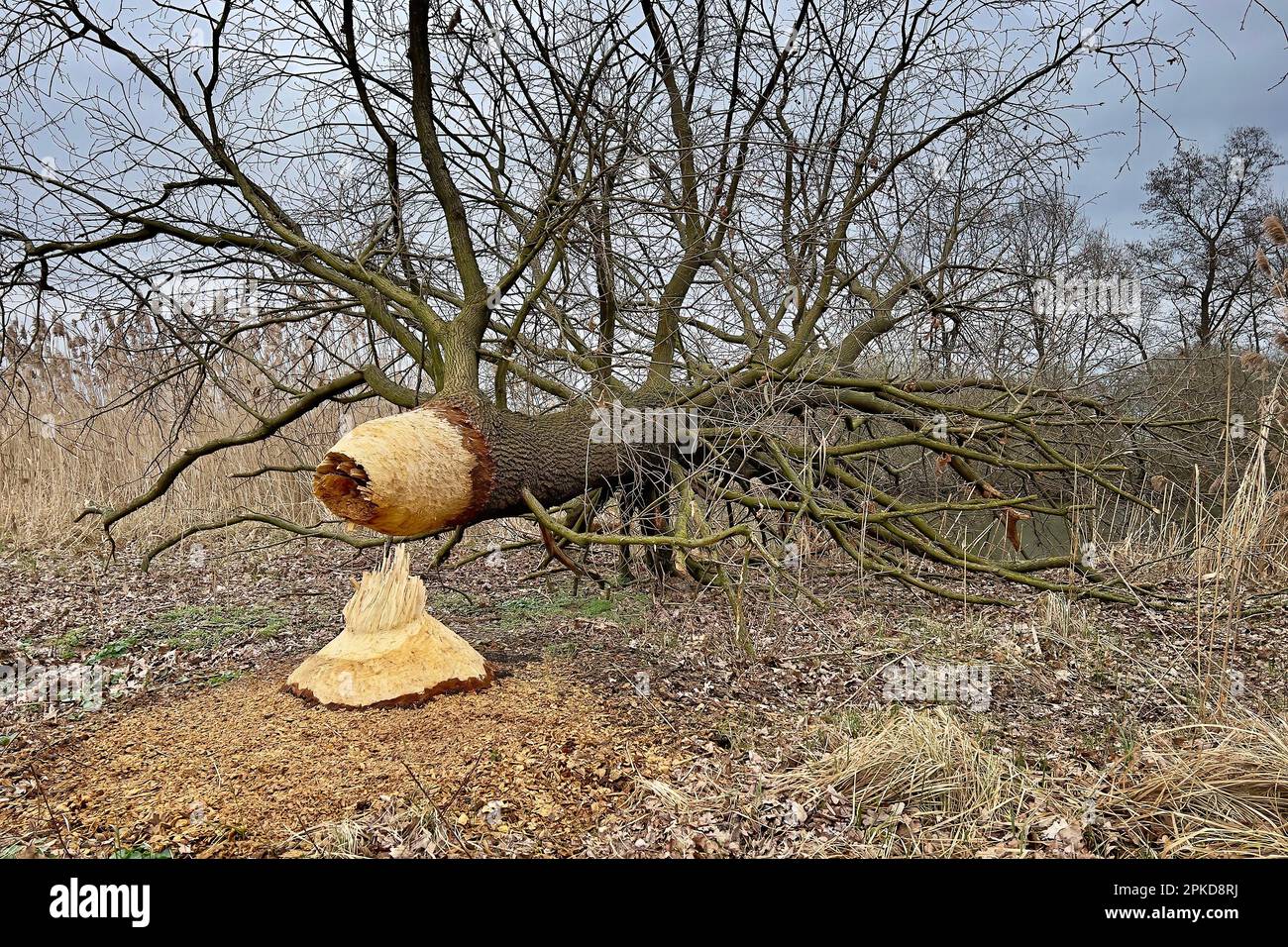 Elbe beaver, beaver damage, gnawed tree trunk, tree felling, Elbe ...