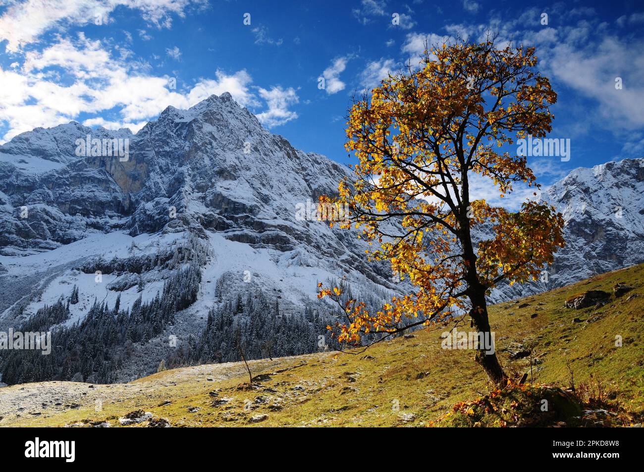Sycamore in the first snow, Great Ahornboden, Eng, Austria Stock Photo ...