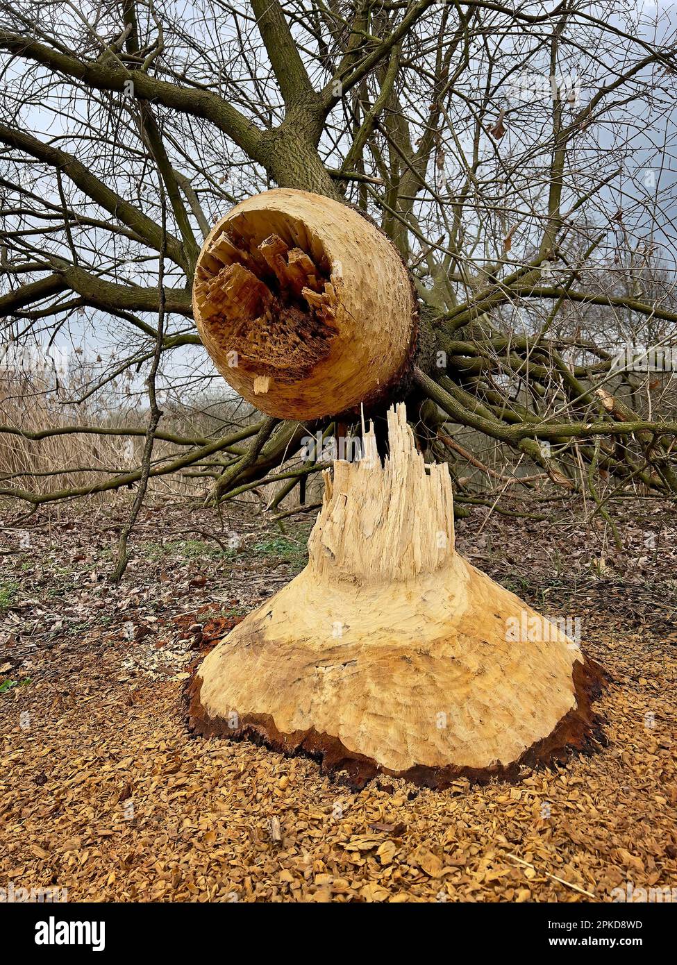 Elbe beaver, beaver damage, gnawed tree trunk, tree felling, Elbe ...
