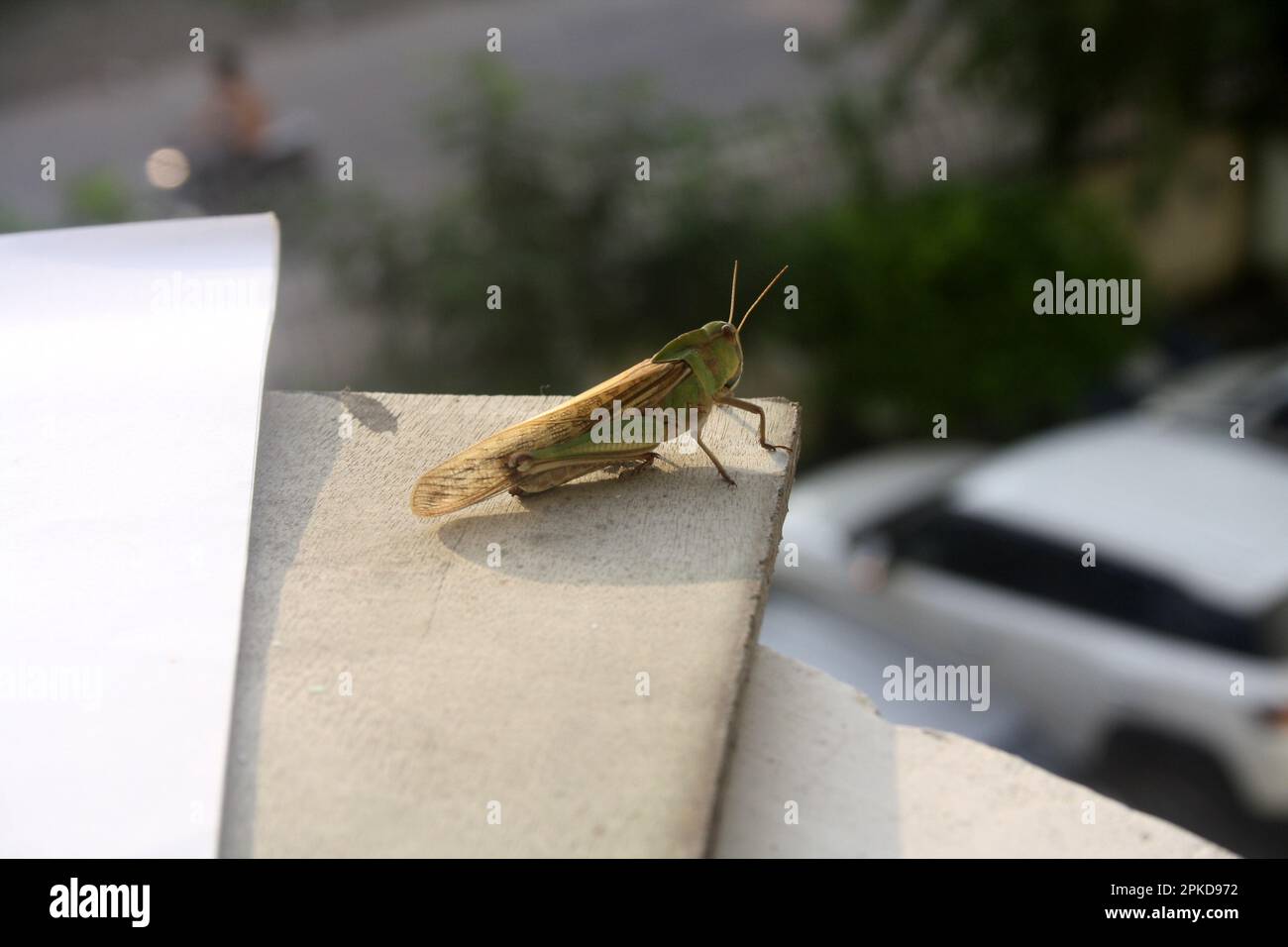 Oriental migratory locust (Locusta migratoria manilensis) enjoying ...