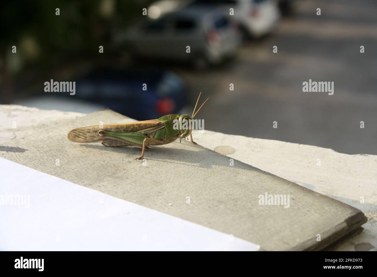 Oriental migratory locust (Locusta migratoria manilensis) enjoying ...