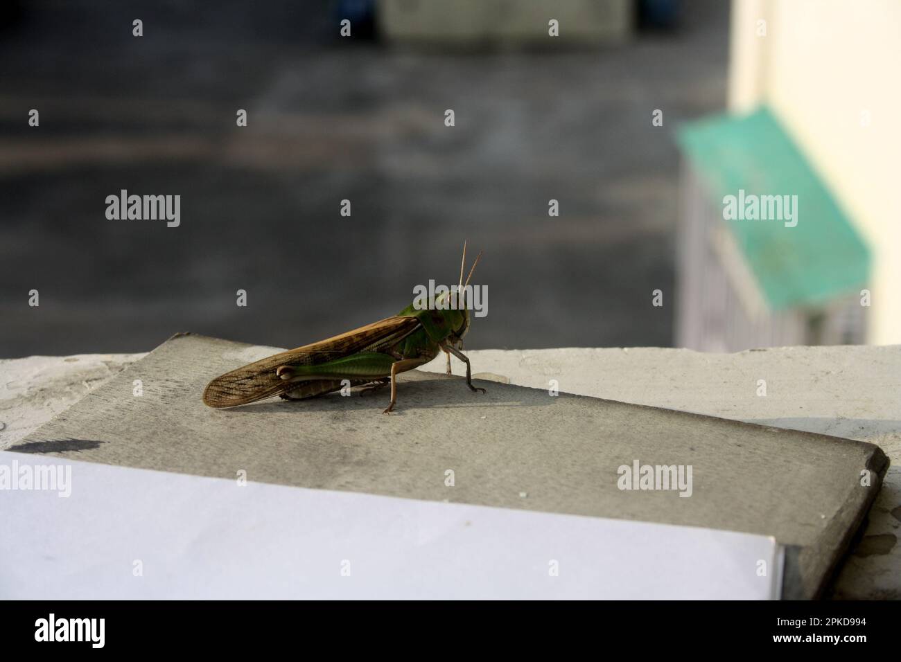 Locusta migratoria egg hi-res stock photography and images - Alamy