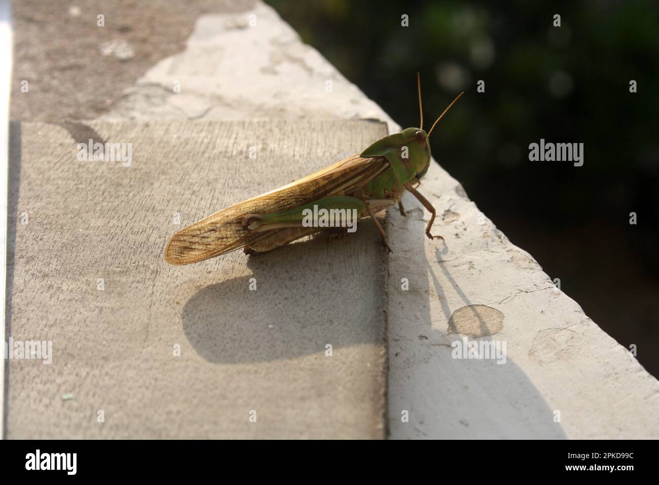 Oriental migratory locust (Locusta migratoria manilensis) enjoying ...