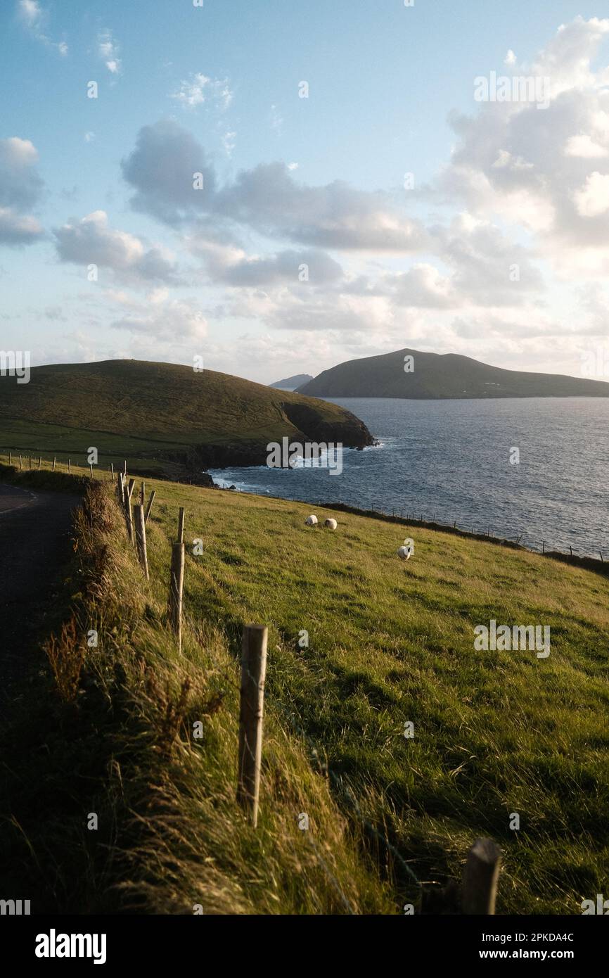Sheep roaming on the coastline on the Ring of Kerry Drive near Dunmore ...