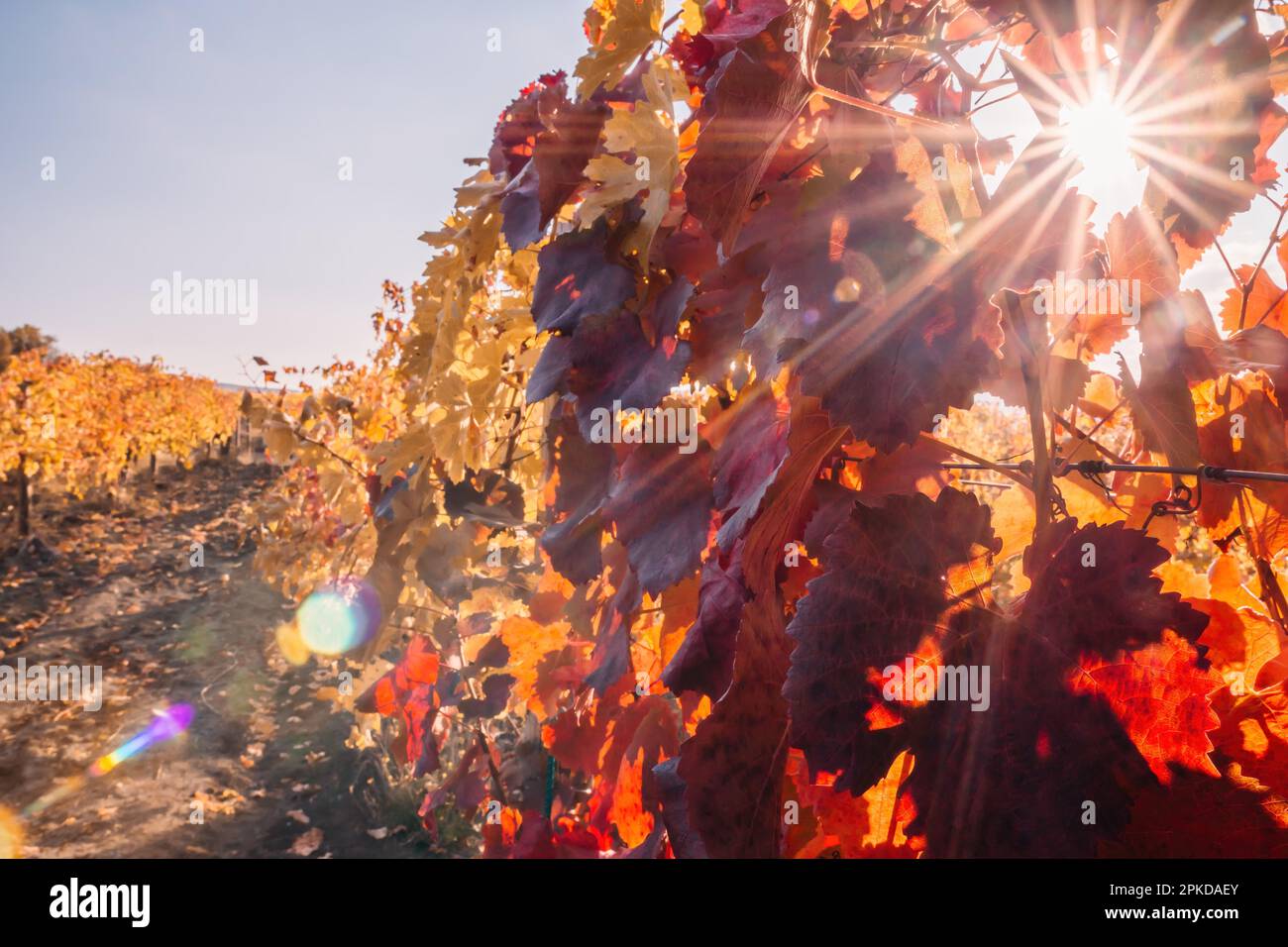 Bright autumn red orange yellow grapevine leaves at vineyard in warm ...