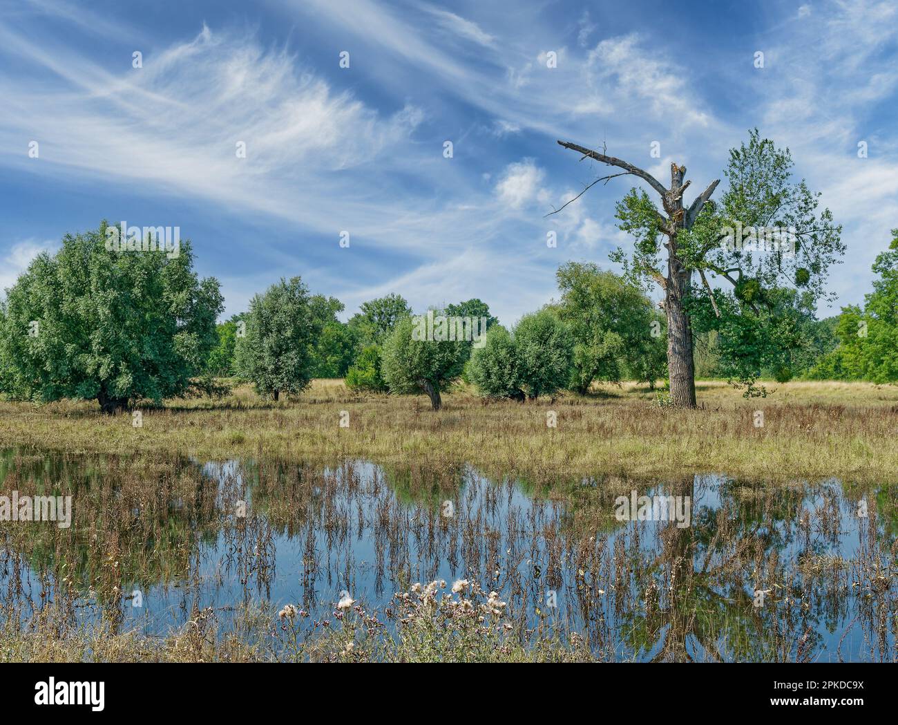 flood in Urdenbacher Kaempe Nature Reserve at Rhine River,old Rhine ...